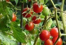 Greek Aquaponics Ενυδρειοπονία: ΦΥΤΑ